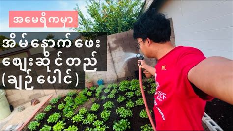 အ မေရိကန်မှာ အိမ်နောက်ဖေးစျေးဆိုင်တည် ချဉ်ပေါင်စိုက်ခင်း Youtube