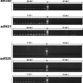 Workflow Of The Female Specific Marker Identification A Locations Of Download Scientific