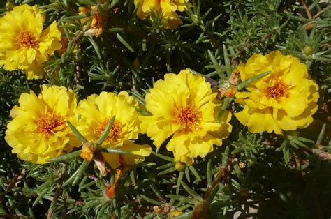Prkos Portulaca Grandiflora Plantea