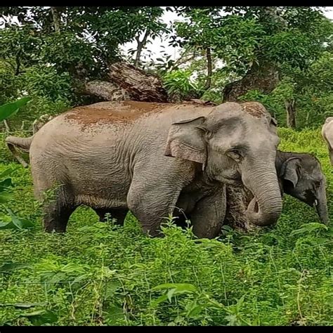 Assam Animals Youtube