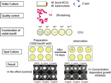 Spot Culture Growth Inhibition Assay A Schematic Diagram Demonstrates