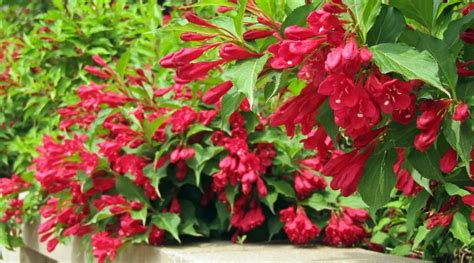 Red Flower Bush Identification