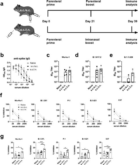 Syrian Hamsters Were Immunized With Two Doses Of Spike Hexapro Trimer Download Scientific