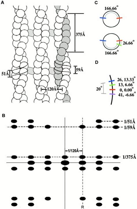 Schematic Presentation For The Symmetry And Diffraction Of Cross Linked Download Scientific