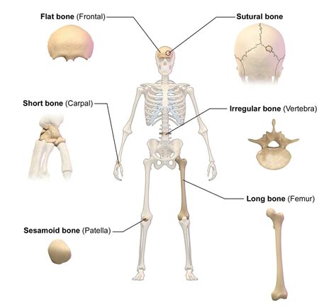 Bones Structure And Types Concise Medical Knowledge