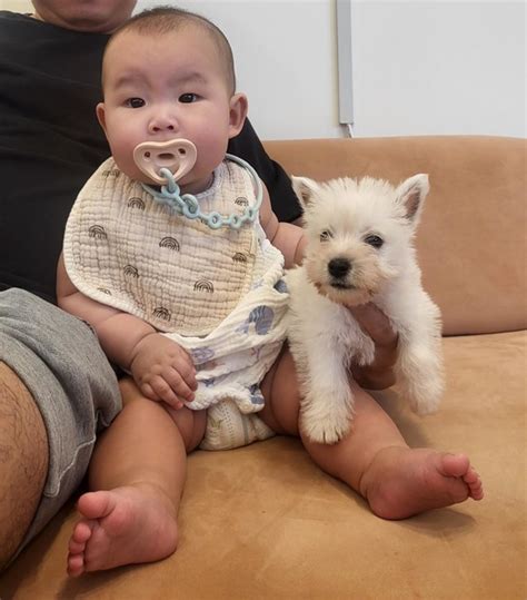 분양후기 09 06 화이트테리어 분양후기 유어펫 공식사이트 강아지분양고양이분양