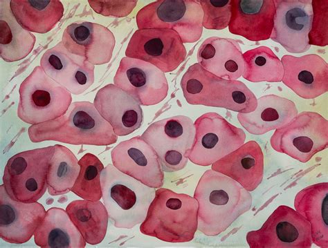 Hepatocytes And Hepatoblasts Biolamina