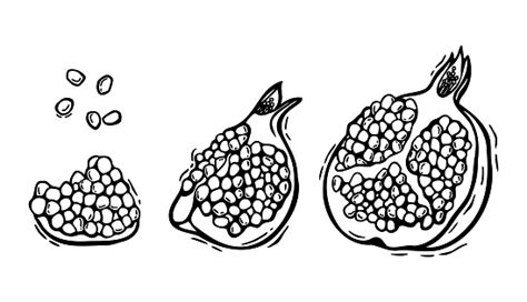 전체 석류 씨앗이 있는 석류의 절반의 벡터 그리기입니다 식물 흑백 그림 Linocut 스타일로 손으로 그린 그림입니다 포장 디자인 메뉴 레시피 엽서용 드로잉 건강한 생활