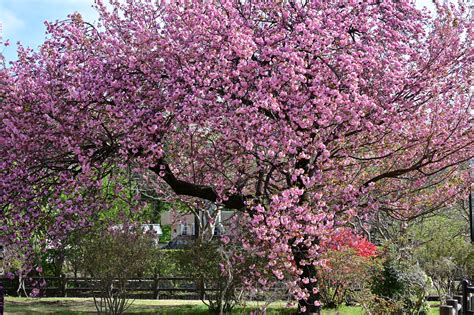 きくりんぐ On Twitter 天平の丘公園は、八重桜や遅咲きの桜で満開でした。 八重桜 天平の丘公園 ＃nikonzfc