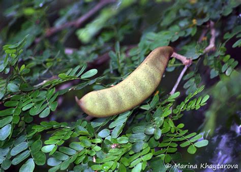 Trees Of Tropical Asia Ebenopsis