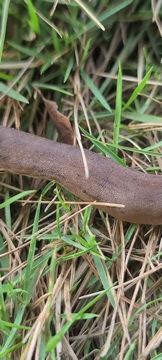 Incets In The Grass Youtube