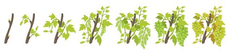 포도 나무 식물의 성장 단계 포도 재배 단계 벡터 일러스트입니다 왕 Vinifera 수확 숙성 기간 포도 나무 라이프 사이클 흰색 바탕에 포도 포도에 대한 스톡 벡터 아트