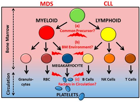 Myeloid Lineage Chart Types Of Myeloid Cells Tscpu