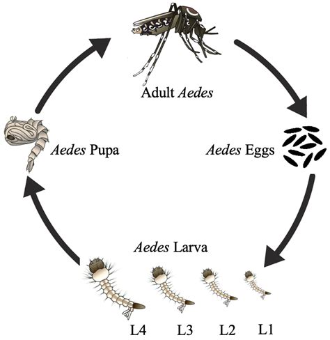 Aedes Mosquito Larvae