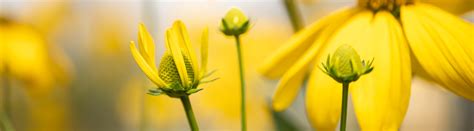 보케와 햇빛 아래 흐린 게린 배경에 자연 젊은 노란 꽃의 클로즈업 및 배경 자연 식물 풍경으로 사용 하 여 복사 공간 생태 커버 페이지 개념 0명에 대한 스톡 사진 및 기타