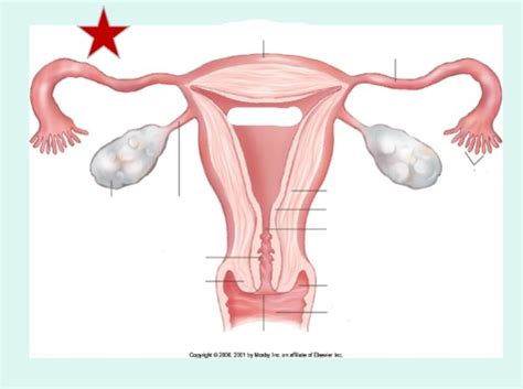 Uterus Anatomy Diagram Quizlet