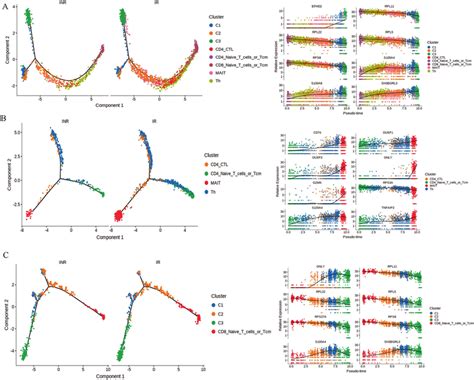 The Differentiation State Of T Cells In Inrs And Irs A Pseudotime Download High Quality