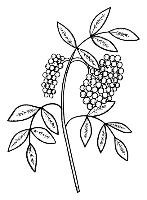 Elderberry Coloring Pages Free Printable Pdf And Online Coloring