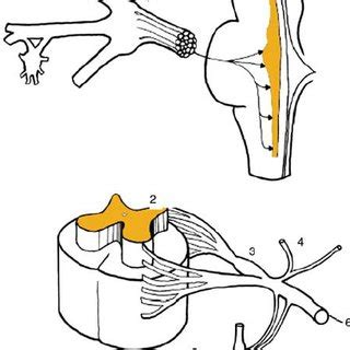Target Sites For RF Therapies 1 Trigeminal Nerve Root And Ganglion Download Scientific