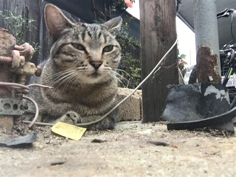 A Cat The Cat Is Named Misty Scrolller