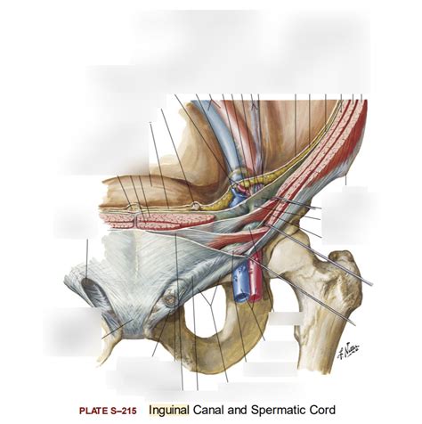Inguinal Canal Diagram Quizlet