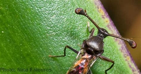 Hypothesis Testing In Sexual Evolution Noldus