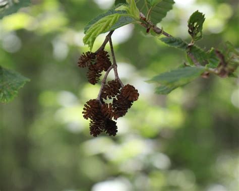 タニガワハンノキ 山川草木図譜 6月 山岳の植物 樹木 カバノキ科 谷川榛の木
