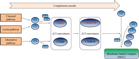 Significance Of Urine Complement Proteins In Monitoring Lupus Activity