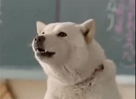 ¿cómo Evitar Que Tu Perro Ladre Por La Noche