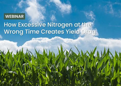 How Excess Nitrogen Creates Yield Drag Advancing Eco Agriculture