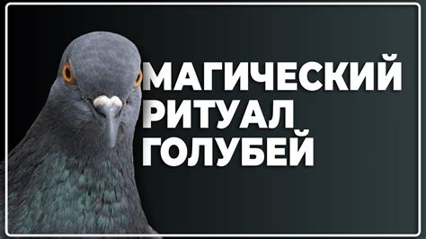 Магический ритуал голубей - YouTube