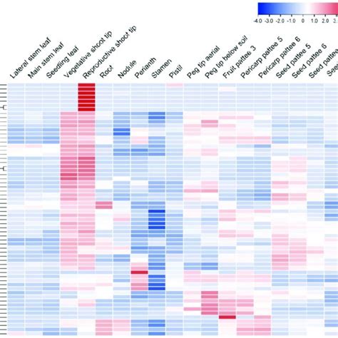 Heatmap Illustration Of Tissue Expression Patterns Of AhARFs Based On