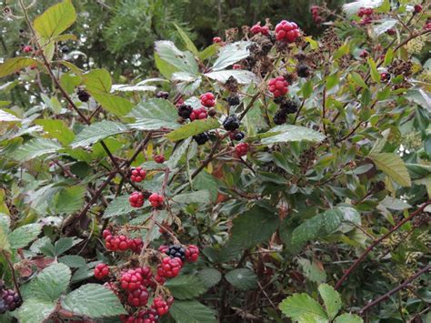 Growing Berries Class Among Upcoming Garden Events Marin Independent