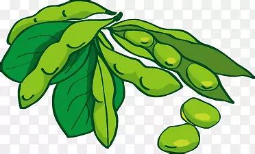 荷兰豆PNG图片素材下载 图片编号ybgdevaq 免抠素材网