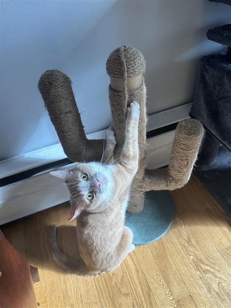 Im Sorry Did I Interrupt You Roneorangebraincell