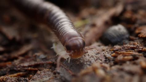 Blunt Tailed Snake Millipede Crawling Across Forest Floor Over Another