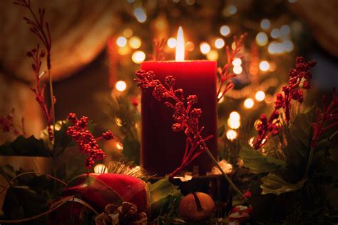 Free Images Tree Light Plant Night Flower Petal Pine Green