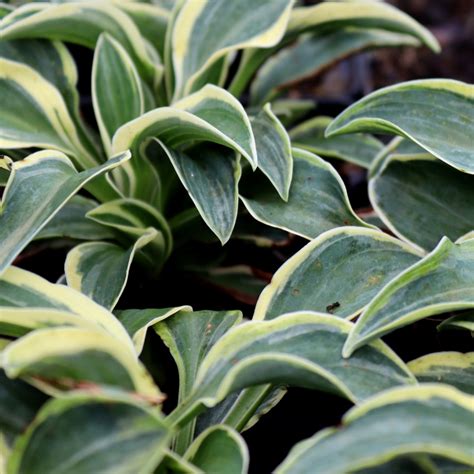 HOSTA 'Funny Mouse'