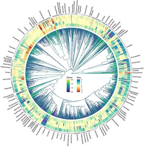 Distribution Of Sex Role Components In The Avian Tree Of Life The Download Scientific Diagram