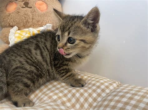 코리안숏헤어 먼지 유기견입양 유기묘입양 강아지입양 소형견입양 중형견입양 대형견입양 말티즈입양 말티푸입양 비숑프리제입양 미니비숑프리제입양 포메라니안입양 푸들입양 골든리트리버