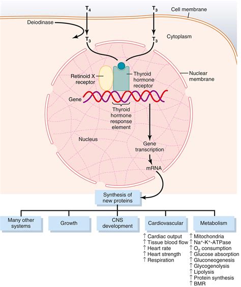 Thyroid Metabolic Hormones Clinical Tree
