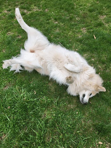 The Classic Pyr Pose R Greatpyrenees
