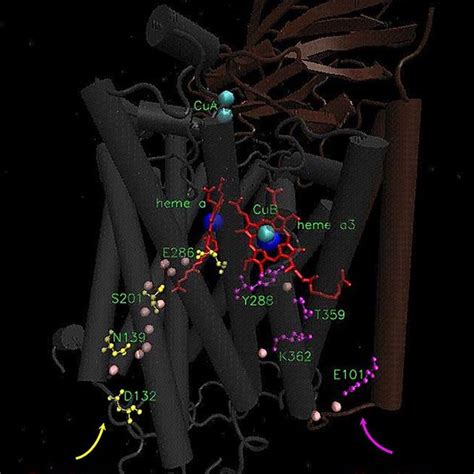 The Overall Structure Of Cytochrome C Oxidase The Two Subunits I And Download Scientific