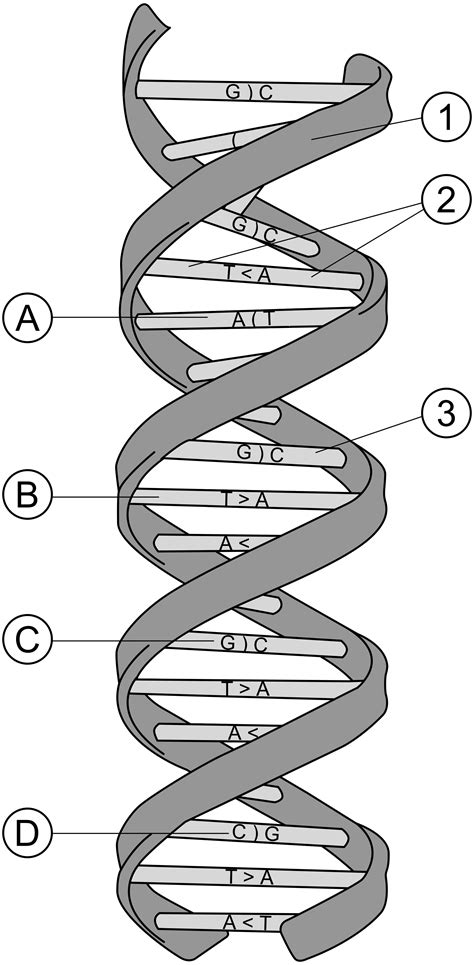 Estructura Del Dna