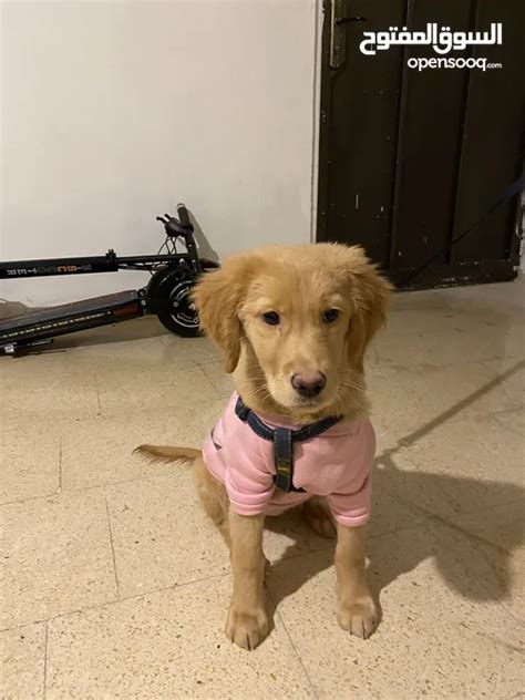 كلب جولدن ريتريفر عمر 7 شهور معها جواز السفر ذكيه جدا لعوبه وأليفه تحب
