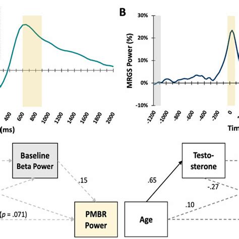Pmbr And Mrgs Responses Top Brain Images Show That A The Pmbr Download Scientific Diagram