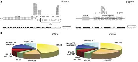 Notch1 And Fbxw7 Mutations In Pediatric T All Patients A Schematic