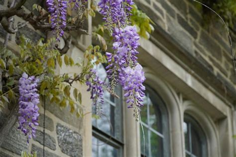 More Than Just A Number Princetons History Of Tragic Loss The Princetonian
