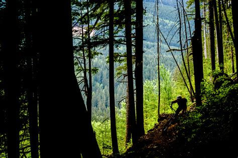 산악 자전거 타는 사람은 아침에 숲이 우거진 길을 따라 타다 25 29세에 대한 스톡 사진 및 기타 이미지 25 29세