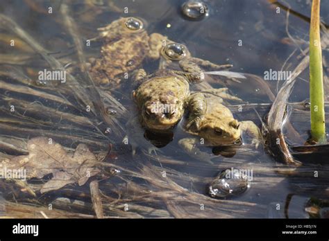 Bufo Bufo Toad Mating Stock Photo Alamy